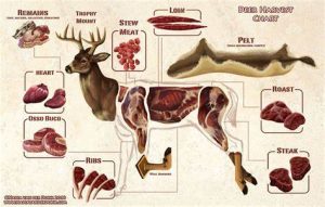 Contact us for Wild Game processing! – Wild Country Processing LLC